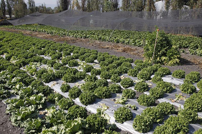 Las chinampas, legado de la época prehispánica, agonizan en la Ciudad ...