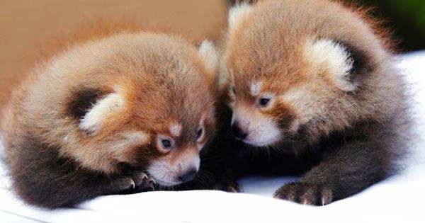 Nacen gemelos de panda rojo en zoológico del estado de Nueva York