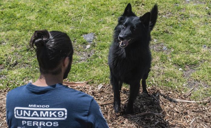 Geri, el can que representará a UNAM en campeonato de perros de rescate
