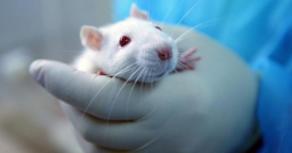 Hong Kong registra el primer caso de hepatitis E de las ratas en humanos