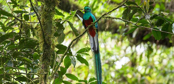 Foncet, nominado a Premio Pathfinder