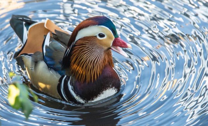 Un colorido pato típico de Asia aparece en Nueva York y cautiva a paseantes