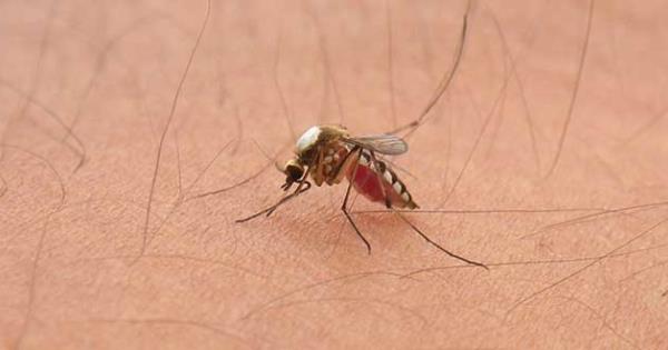 Científicos españoles prueban con éxito vacuna contra el Zika Científicos españoles prueban con éxito vacuna contra el Zika