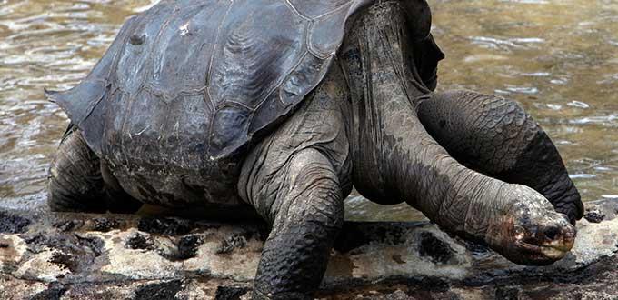Descifran el genoma de la emblemática tortuga de Galápagos Solitario George