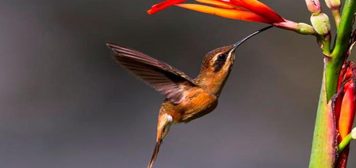 Colibrí, el mágico mensajero prehispánico que prevalece en las ciudades