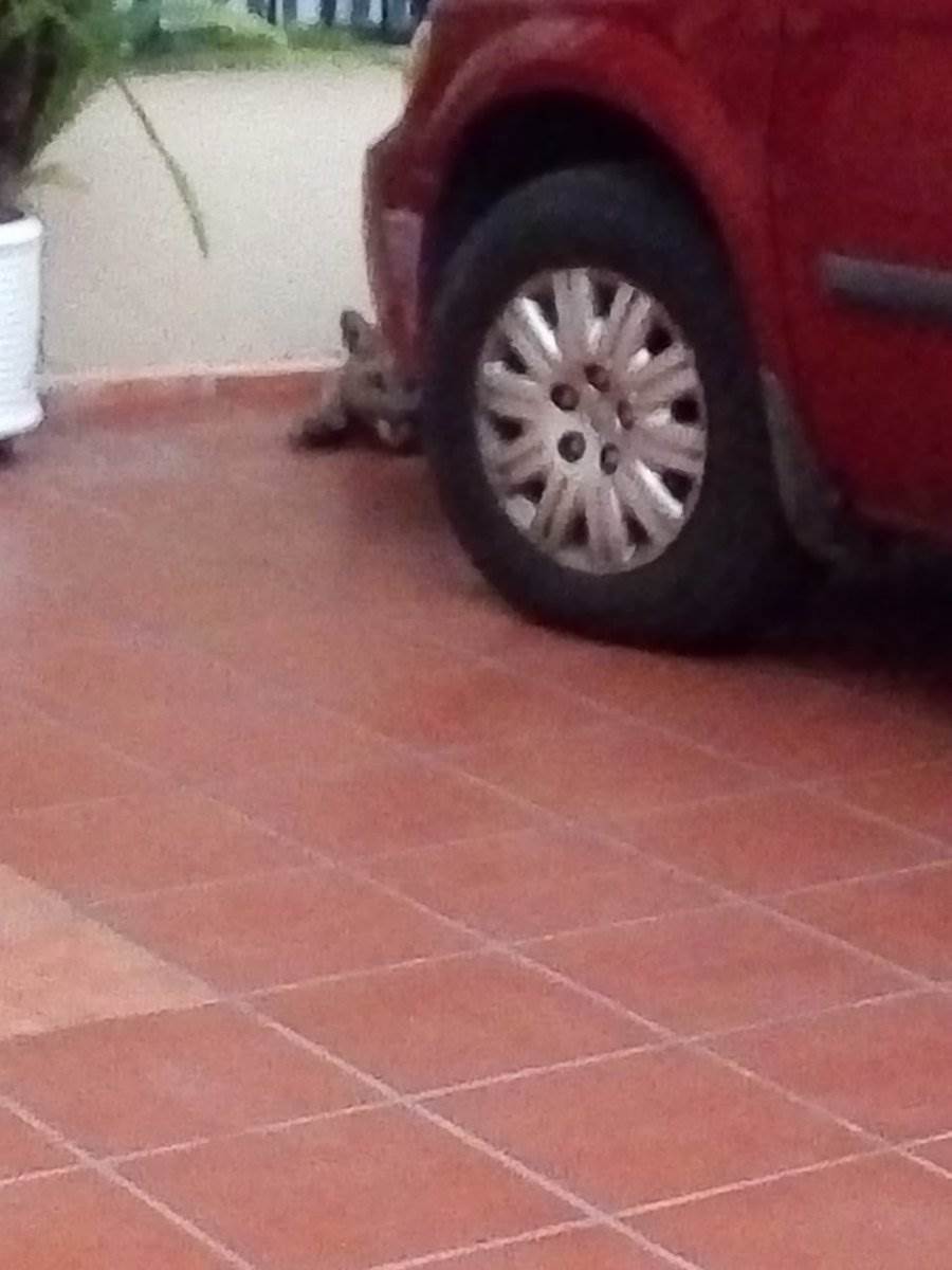 Sí había un puma: la SSPE rescata al felino en Lomas (VIDEO)