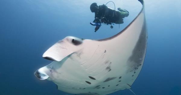 Científicos realizan primer ultrasonido subacuático a mantarraya (VIDEO)