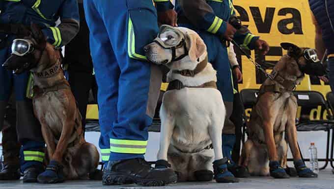 Marina jubila a Frida, la entrañable perrita rescatista del 19-S (FOTOS ...