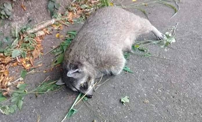 Atropellan a mapache y lo dejan tirado en la carretera
