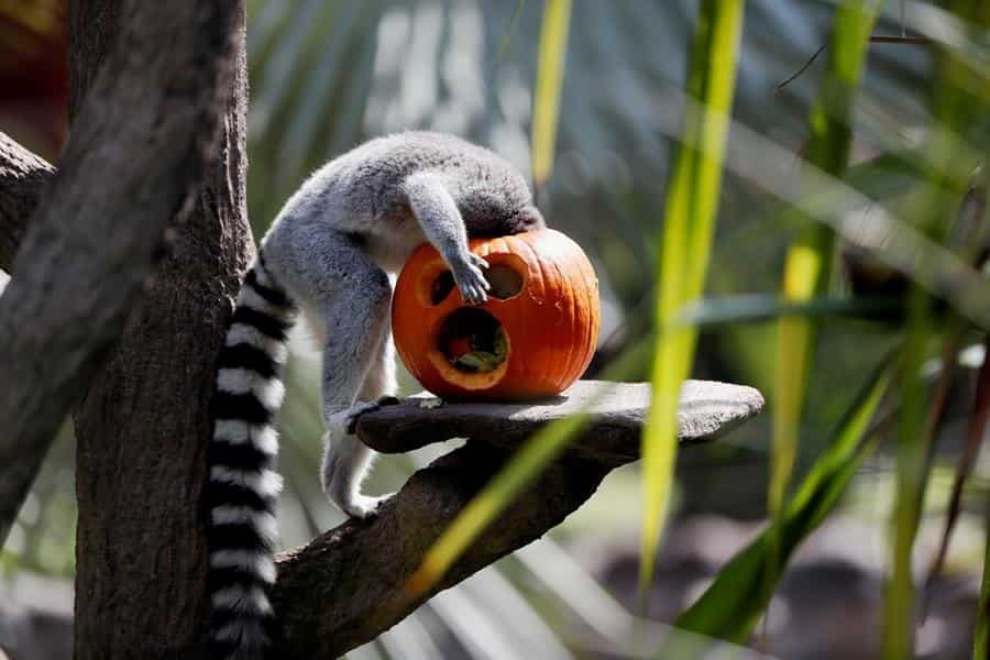 Los animales del zoológico de Guatemala celebran Halloween con calabazas