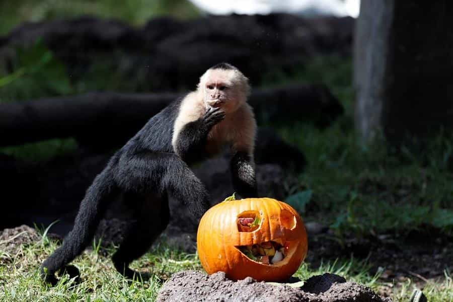 Los animales del zoológico de Guatemala celebran Halloween con calabazas