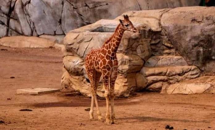 Zoológico de Chapultepec presenta a Sicarú, la nueva jirafa bebé