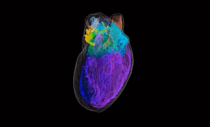 Crean el primer mapa tridimensional de las neuronas del corazón