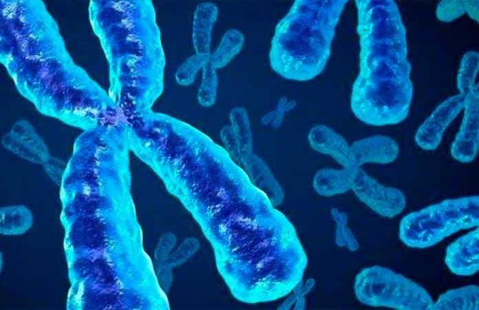 Descifrado el cromosoma Y, la última pieza del genoma humano completo