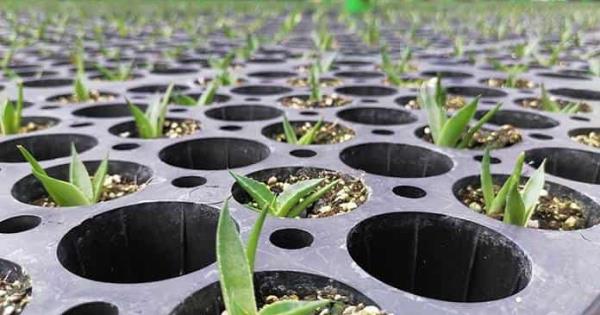 Viveros de Sedena producen plantas para la región