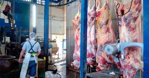 Esperan Un Repunte De Sacrificios En El Rastro