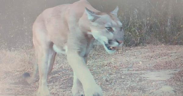 Cámara trampa capta un puma en el Abra Tanchipa