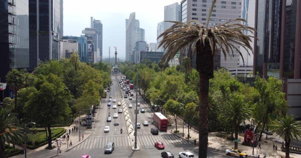 Ahuehuete será plantado el 5 de junio en la Glorieta de la Palma