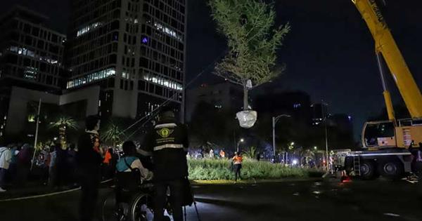 Así llegó el ahuehuete que se sembró en la Glorieta de la Palma