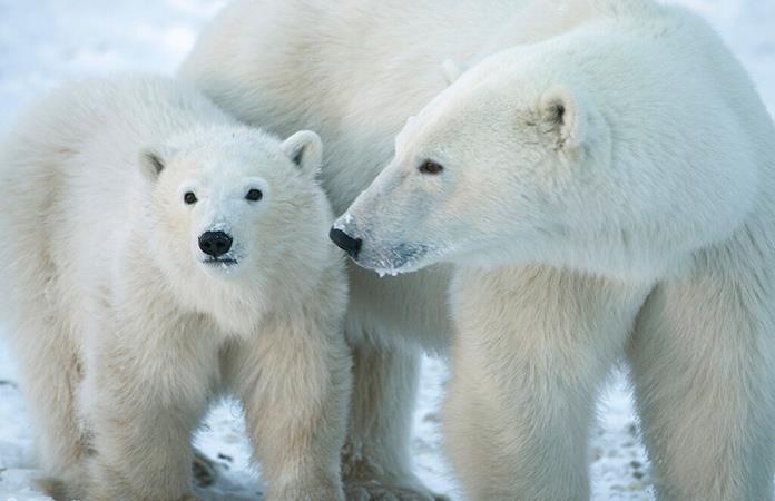 Una nueva población de osos polares en Groenlandia ayuda a estudiar su futuro