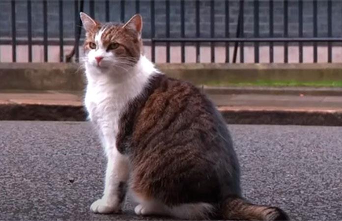 Larry, el gato más famoso de Londres con habilidades como ratonero