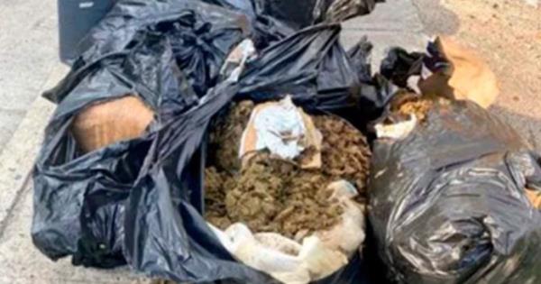 Encuentran 90 Kilos De Marihuana Tirada En Calle En León Guanajuato
