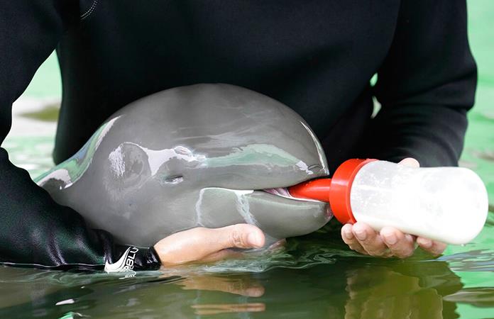 Voluntarios atienden a delfín enfermo en Tailandia