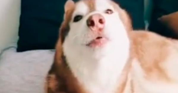 El perro alarma sísmica es la estrella de TikTok (video)