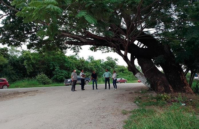 Podarán enorme árbol orejón
