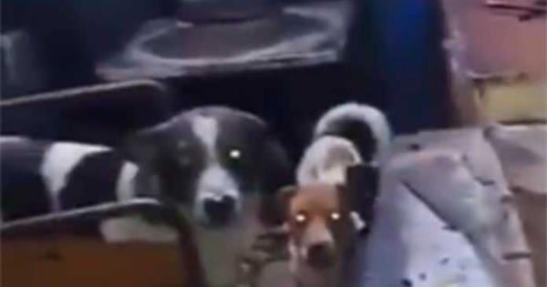 Rescatan a perros de vivienda en Neza