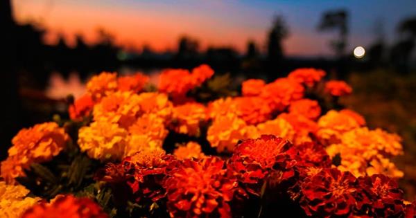 Flor de cempasúchil, lista para su cosecha