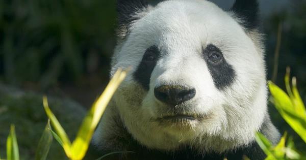Dilema en México: o paga o asume el final de sus osos pandas