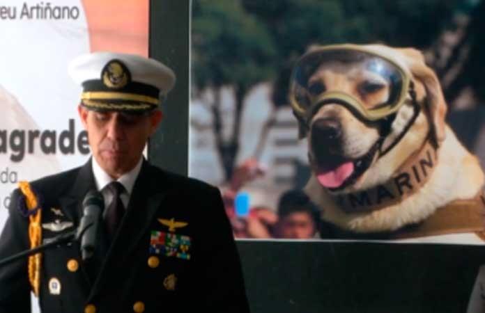 Inauguran exposición fotográfica post mortem de Frida, la perra rescatista