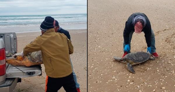 Rescatan a ejemplares de tortuga lora y verde por bajas temperaturas