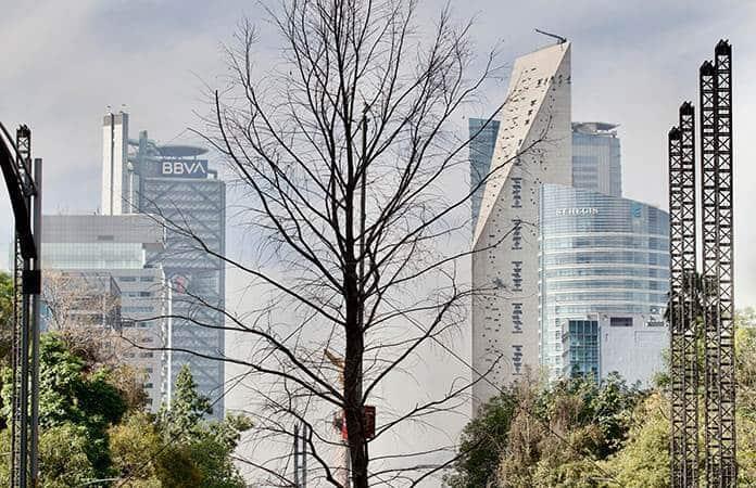 Esta es la historia del ahuehuete de Paseo de la Reforma