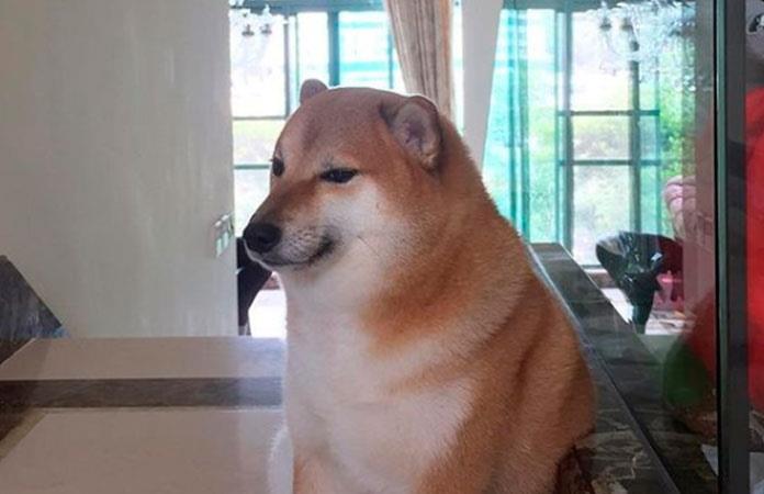 Así festejó Cheems, el perro de los memes, su cumpleaños número 12