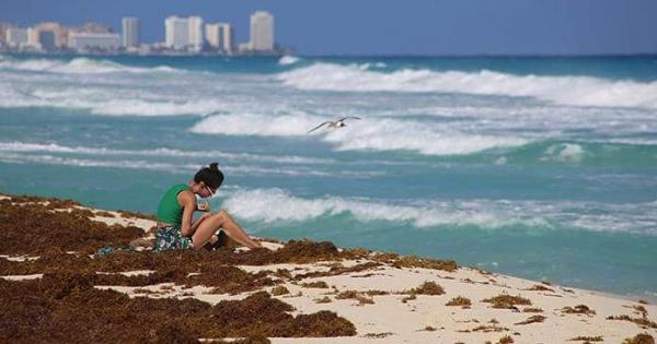Inicia llegada del sargazo