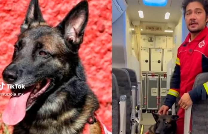 Rex, perro rescatista de la Cruz Roja que auxilia en Turquía