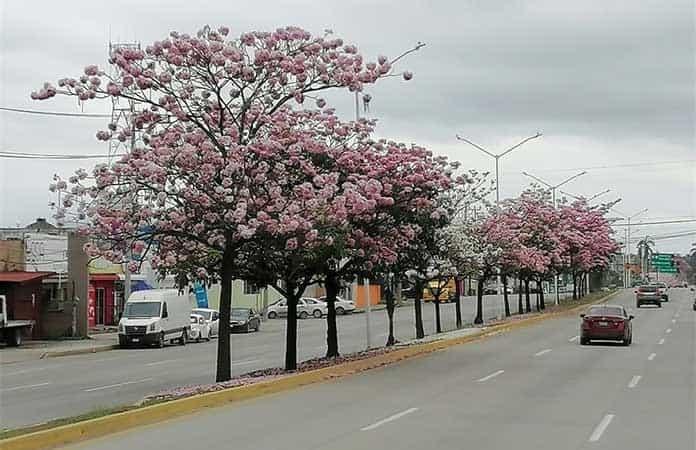 El palo de rosa embellece el entorno urbano: ecólogo