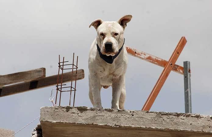 Multará SGS por tener perros en las azoteas