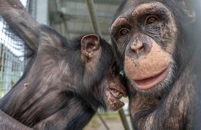 El ser humano debe entender que un chimpancé debe vivir con los suyos