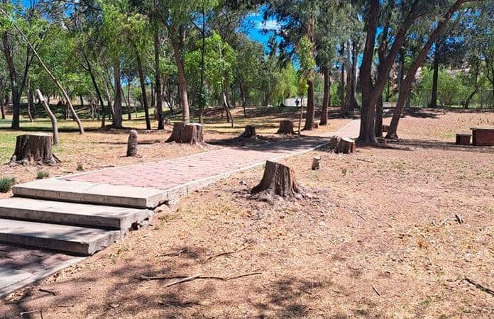 Cortan sin ton ni son árboles del Tangamanga I