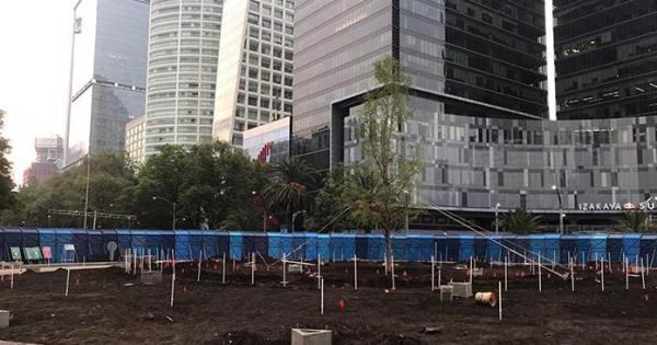 Plantan otro ahuehuete en glorieta del Paseo de la Reforma