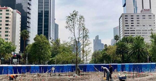 Reforma ya tiene nuevo ahuehuete