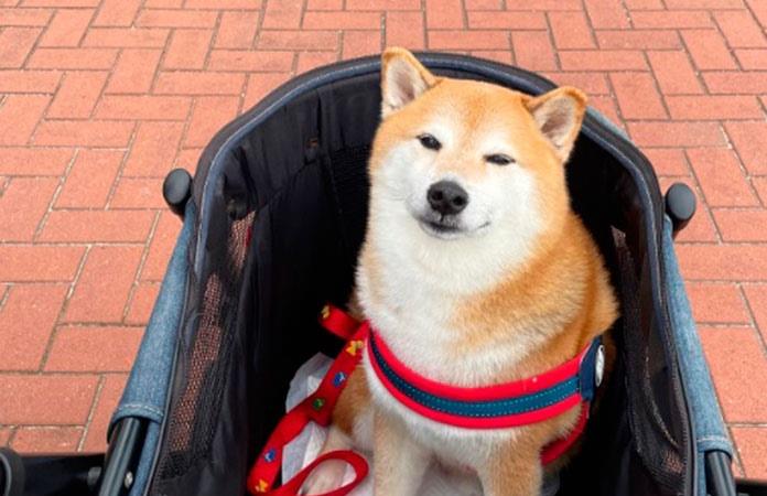 Perro Cheems muestra mejorías en su salud