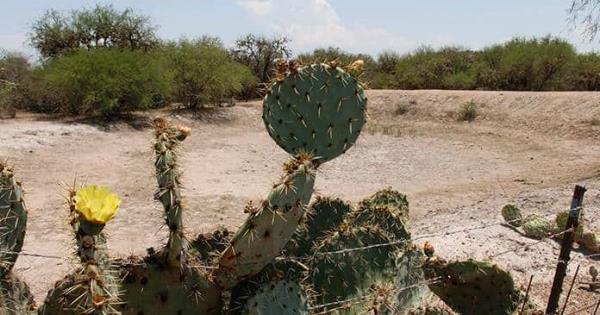 Ola de calor podría agravar la sequía
