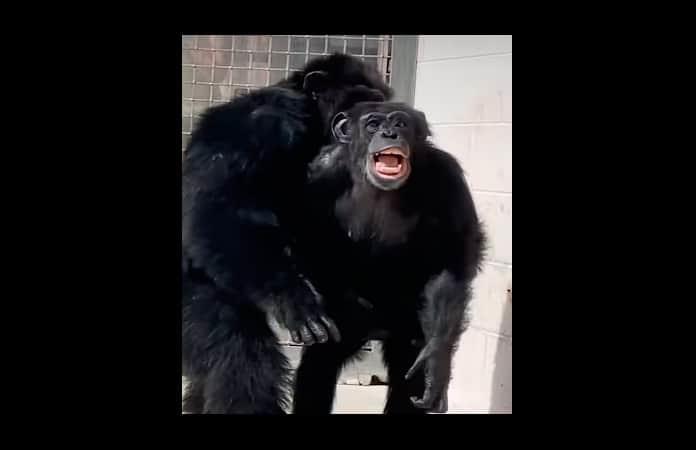 Asombro y dicha en el video de una chimpancé de 28 años al ver el cielo ...