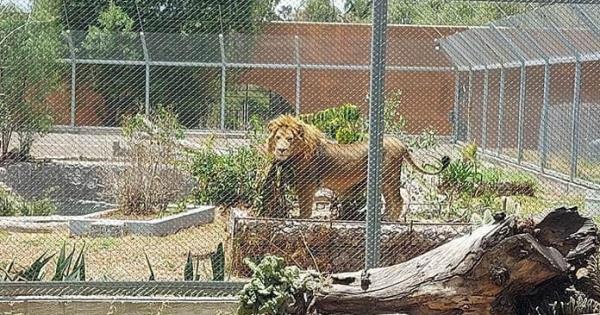 Amplían áreas para animales en parques