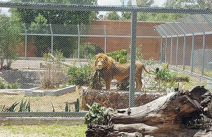 Amplían áreas para animales en parques