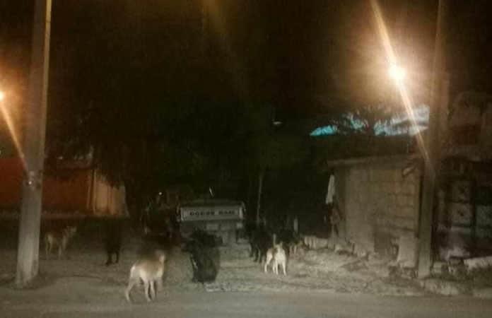 Jauría de perros ataca a peatones